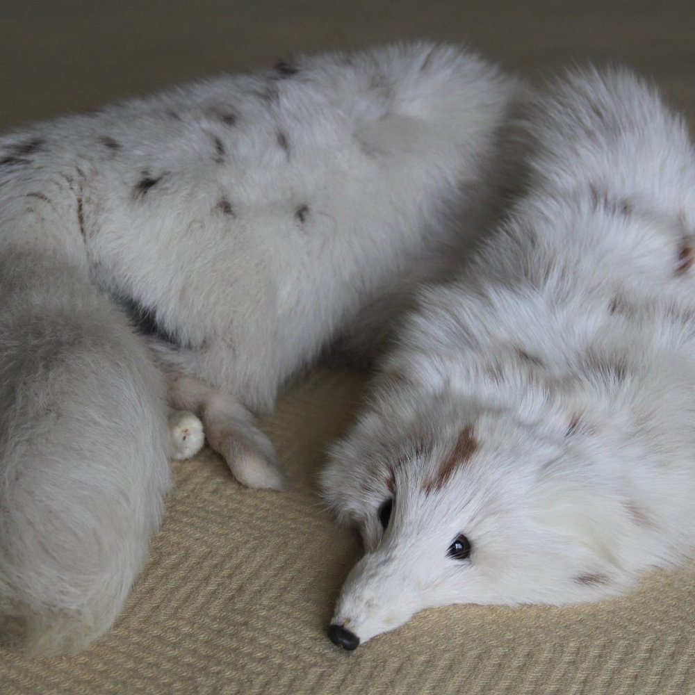 Rare Speckled White Fox Fur Wrap Stole With Head & Ta… - Gem